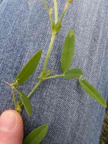 How to identify Bithynian vetch (Vicia bithynica) | PlantJoy