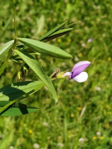 How to identify Bithynian vetch (Vicia bithynica) | PlantJoy