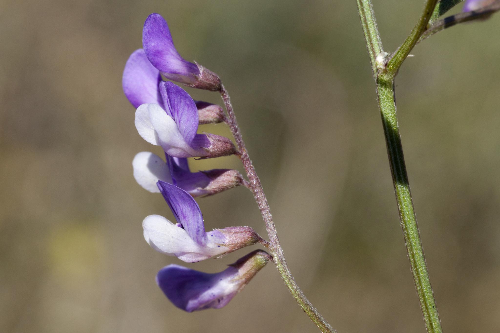 Louisiana Vetch (Vicia ludoviciana) Care Guide: Pests, Diseases ...