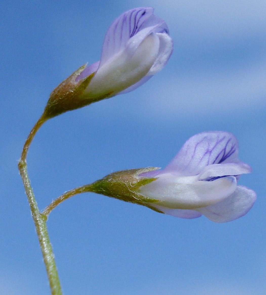Lentil vetch (Vicia tetrasperma) Care Guide: Pests, Diseases, Watering ...