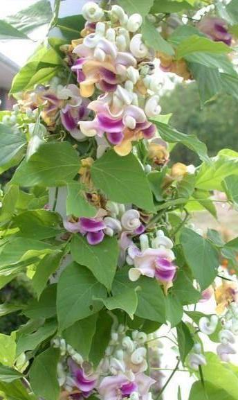 Snail flower (Vigna caracalla) Care Guide: Pests, Diseases, Watering ...
