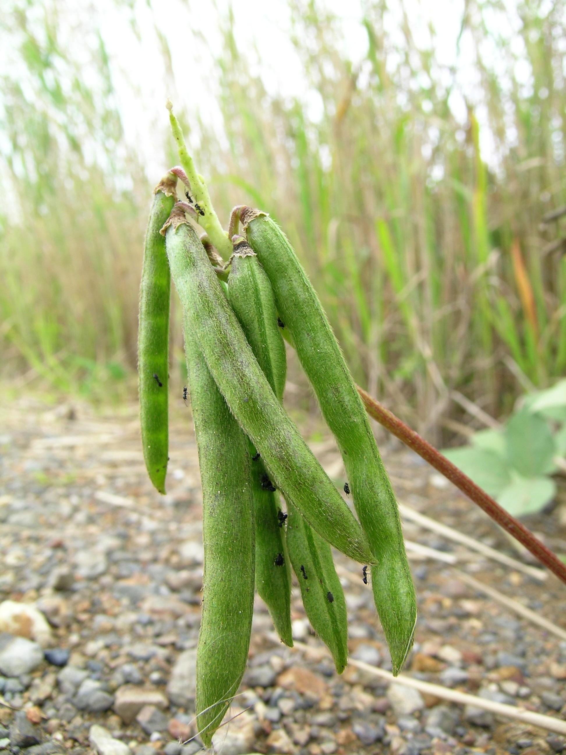 Hairypod cowpea (Vigna luteola) Care Guide: Pests, Diseases, Watering ...