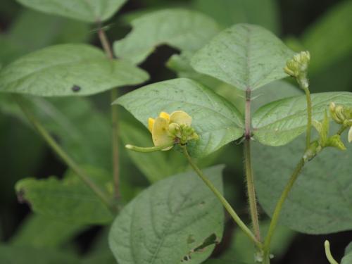 How to Prune Cowpea: Complete Pruning Guide | ForwardPlant