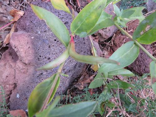 Herbaceous periwinkle (Vinca herbacea) Care Guide: Pests, Diseases ...