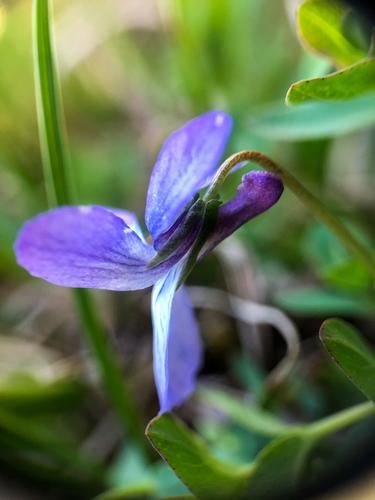 Early blue violet (Viola adunca) Care Guide: Pests, Diseases, Watering ...
