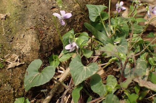 Common violet (Viola arcuata) Care Guide: Pests, Diseases, Watering ...