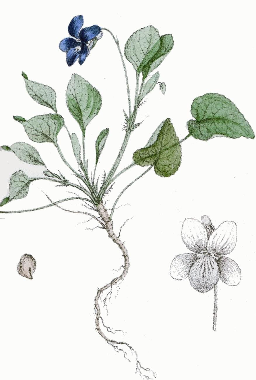 Heath dog-violet (Viola canina) Care Guide: Pests, Diseases, Watering ...