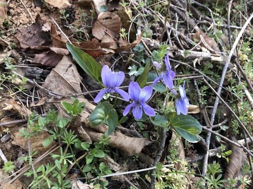 The Japanese violet Plant Advantage: Maximizing Home and Office Appeal ...