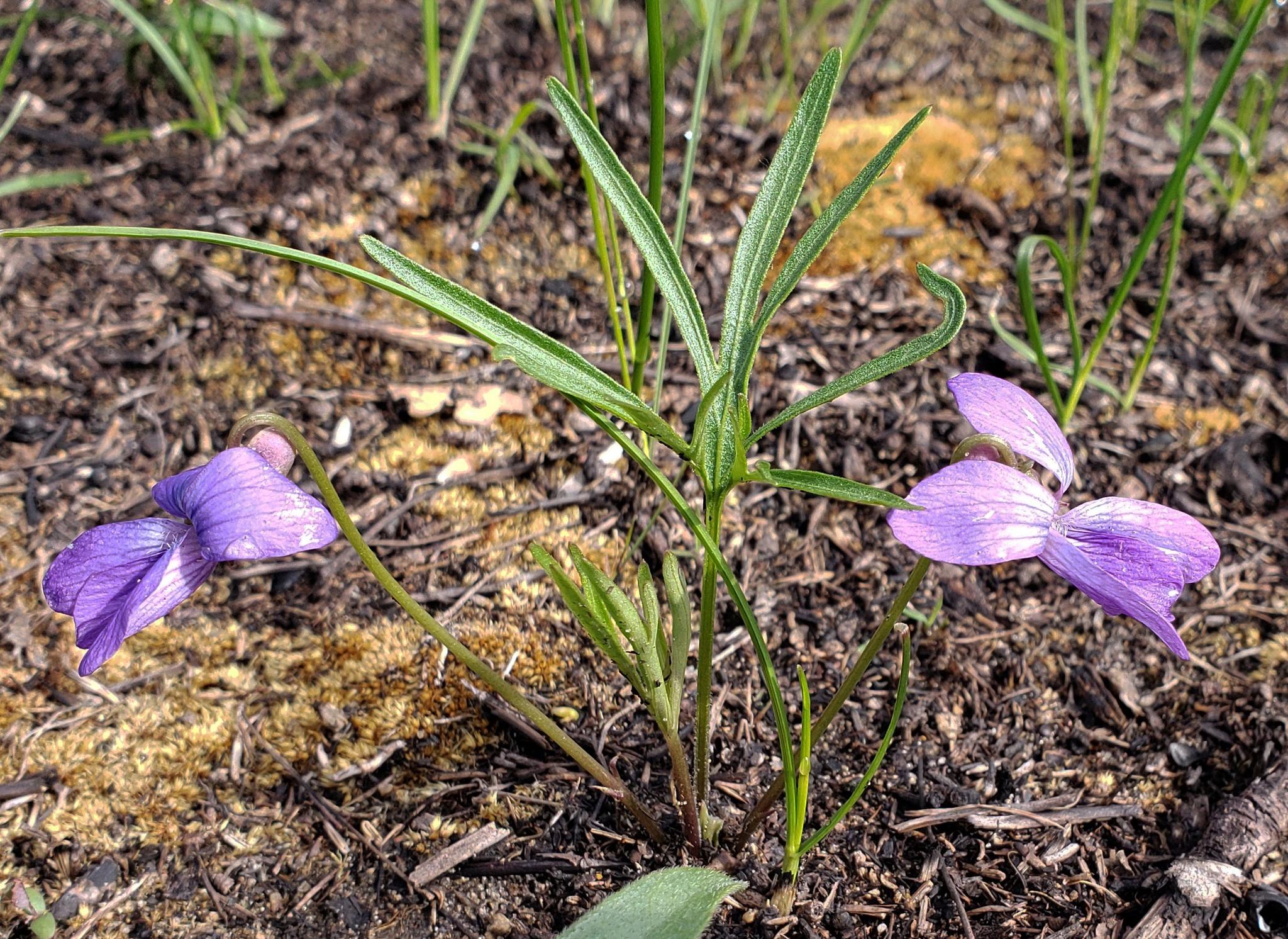 Prairie violet (Viola pedatifida) Care Guide: Pests, Diseases, Watering ...