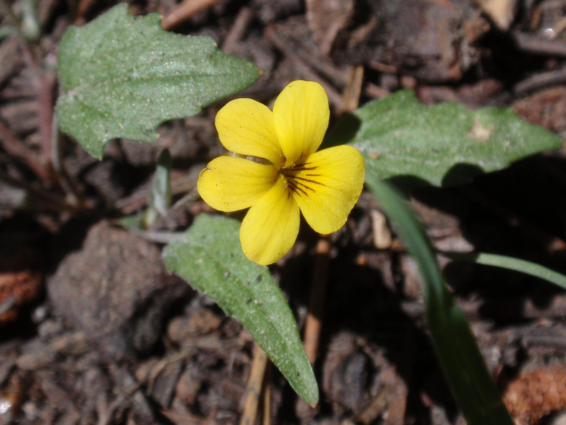 Goosefoot yellow violet (Viola pinetorum) Care Guide: Pests, Diseases ...