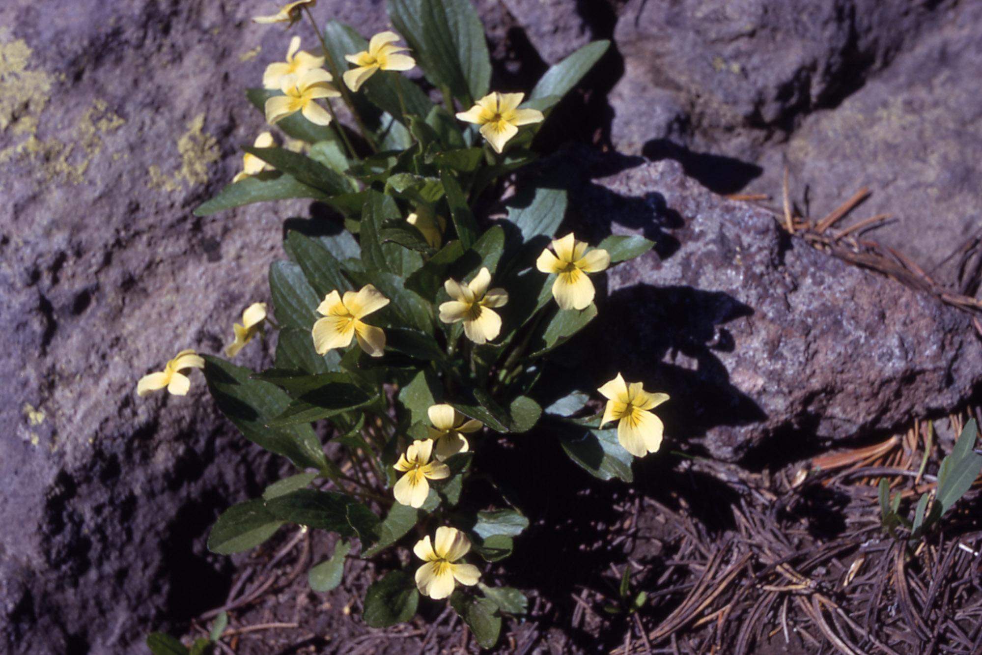 Canary violet (Viola praemorsa) Care Guide: Pests, Diseases, Watering ...