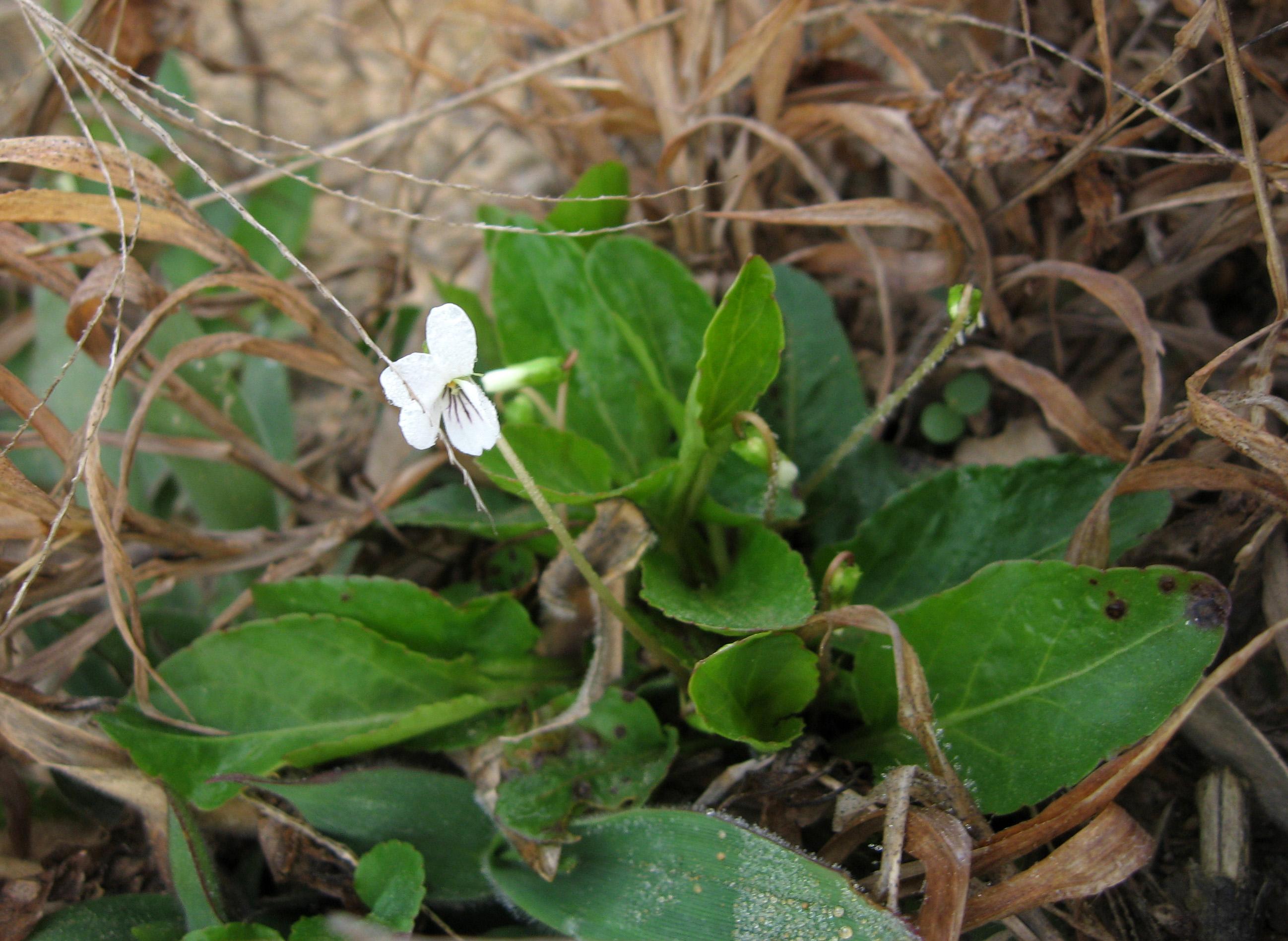Primrose-leaf violet (Viola primulifolia) Care Guide: Pests, Diseases ...