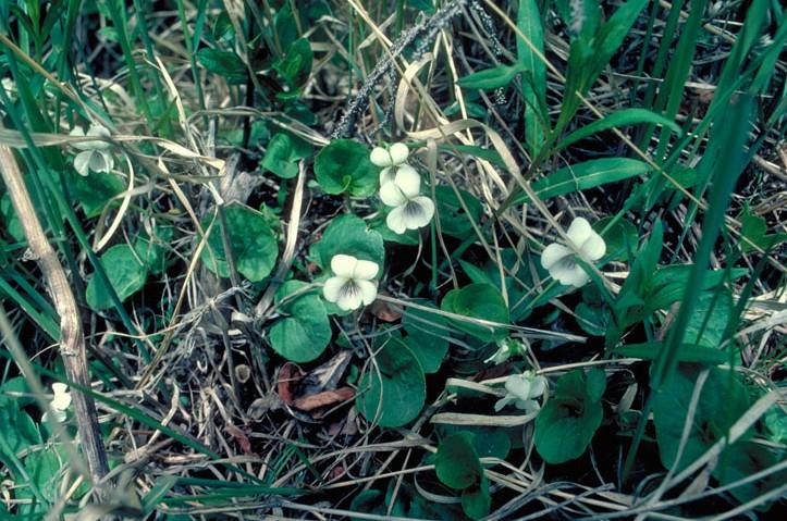 White violet (Viola renifolia) Care Guide: Pests, Diseases, Watering ...