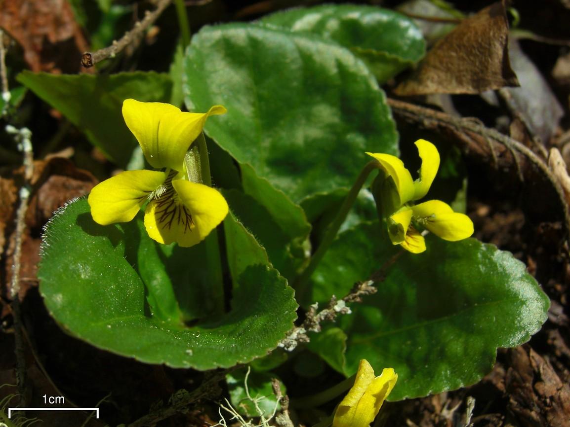 Roundleaf yellow violet (Viola rotundifolia) Care Guide: Pests ...