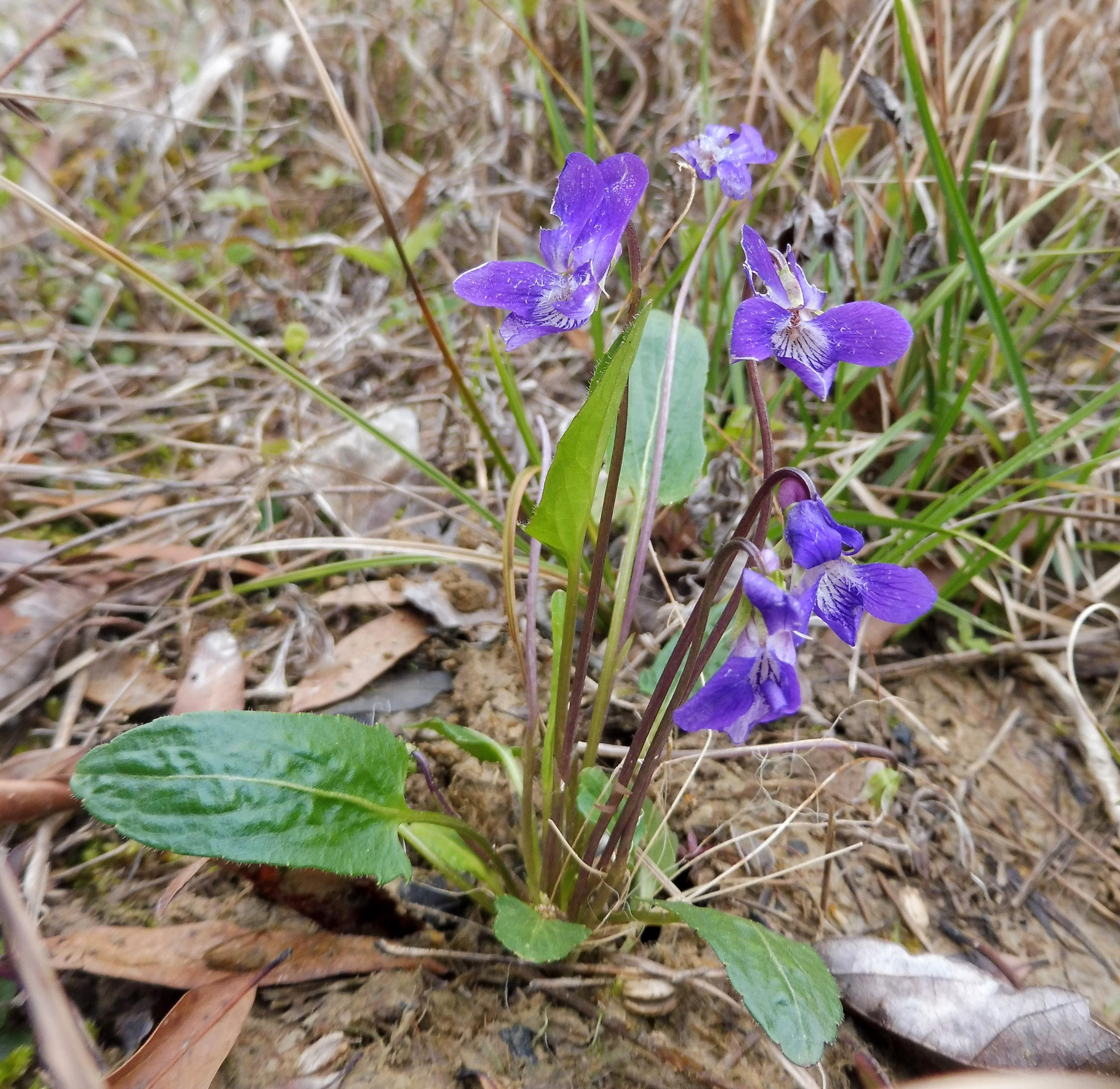 Arrowleaf Violet (Viola sagittata) Care Guide: Pests, Diseases ...