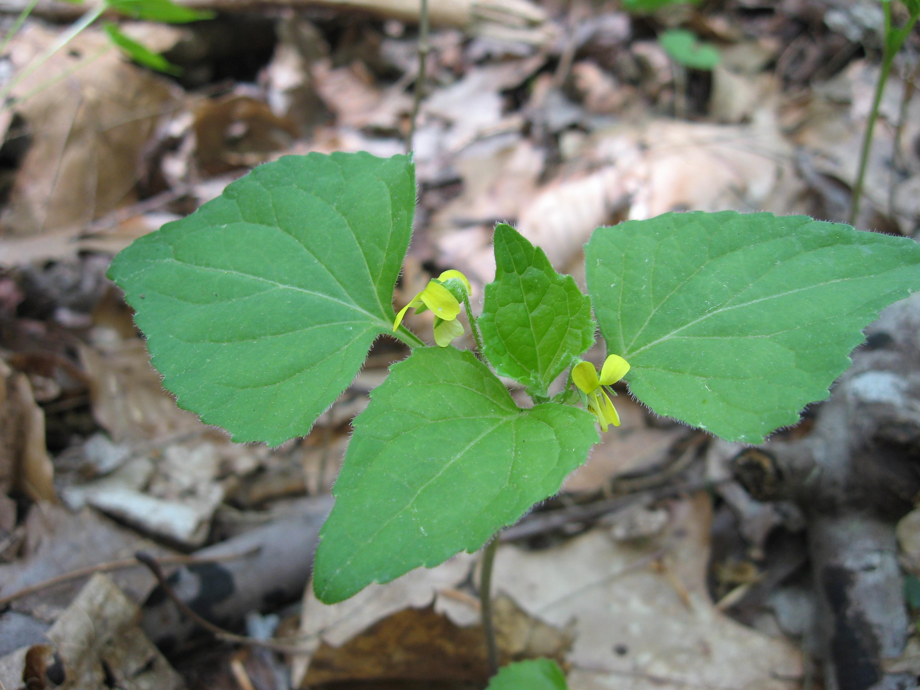 Three-part violet (Viola tripartita) Care Guide: Pests, Diseases ...
