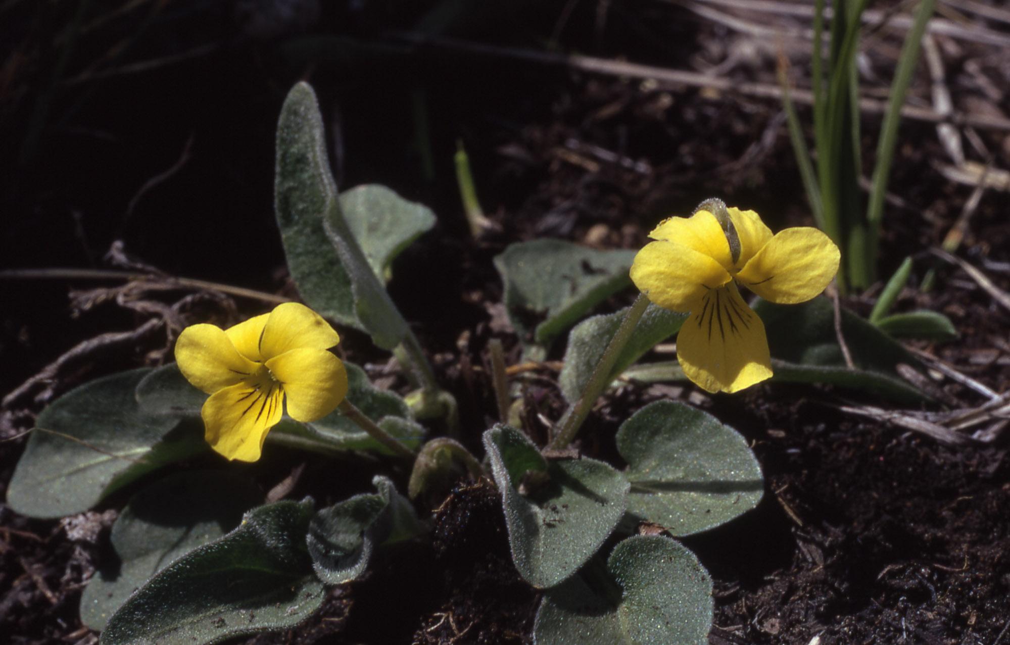 Sagebrush violet (Viola vallicola) Care Guide: Pests, Diseases ...