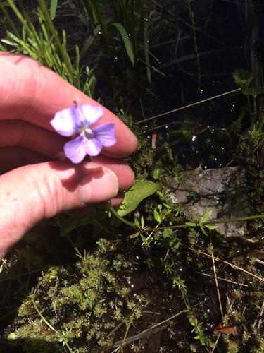 Violets (Viola) (Viola) Care Guide: Pests, Diseases, Watering ...