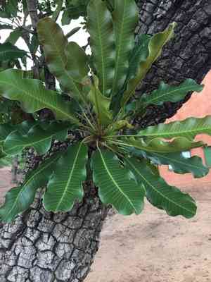Shea butter (Vitellaria paradoxa) Care Guide: Pests, Diseases, Watering ...