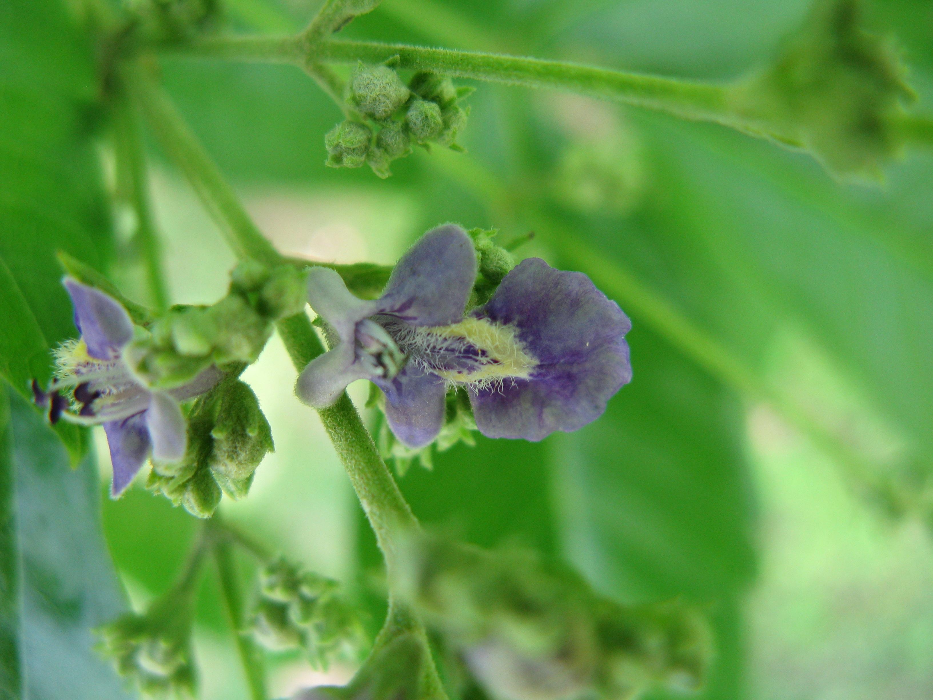 Chaste trees (Vitex) (Vitex) Care Guide: Pests, Diseases, Watering ...