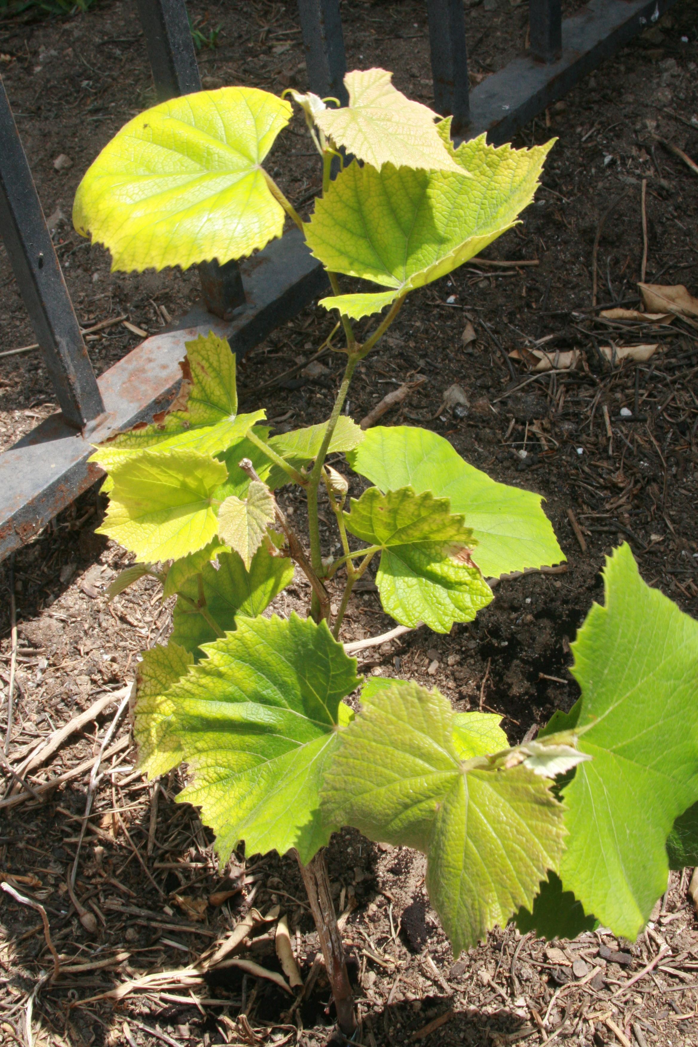 Amur grape (Vitis amurensis) Care Guide: Pests, Diseases, Watering ...