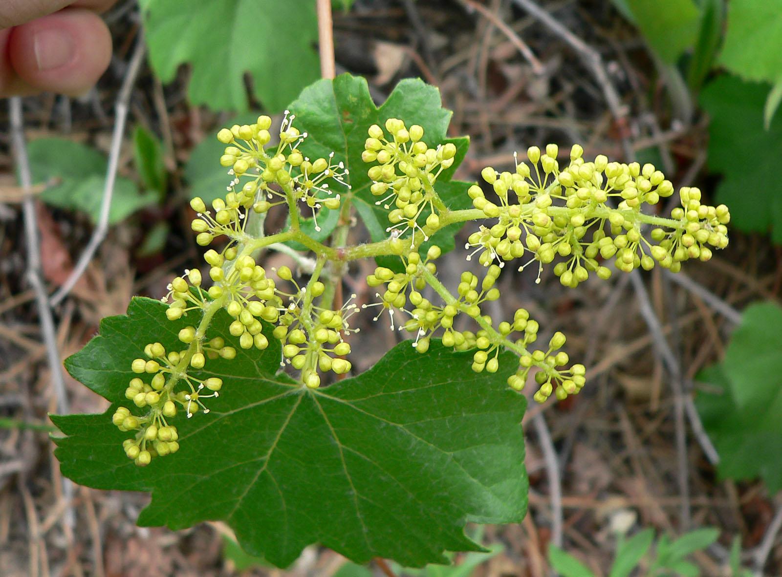 Canyon grape (Vitis arizonica) Care Guide: Pests, Diseases, Watering ...