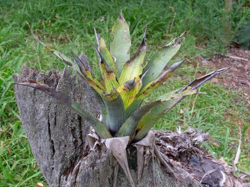 Vriesea gigantea (Vriesea gigantea) Care Guide: Pests, Diseases ...