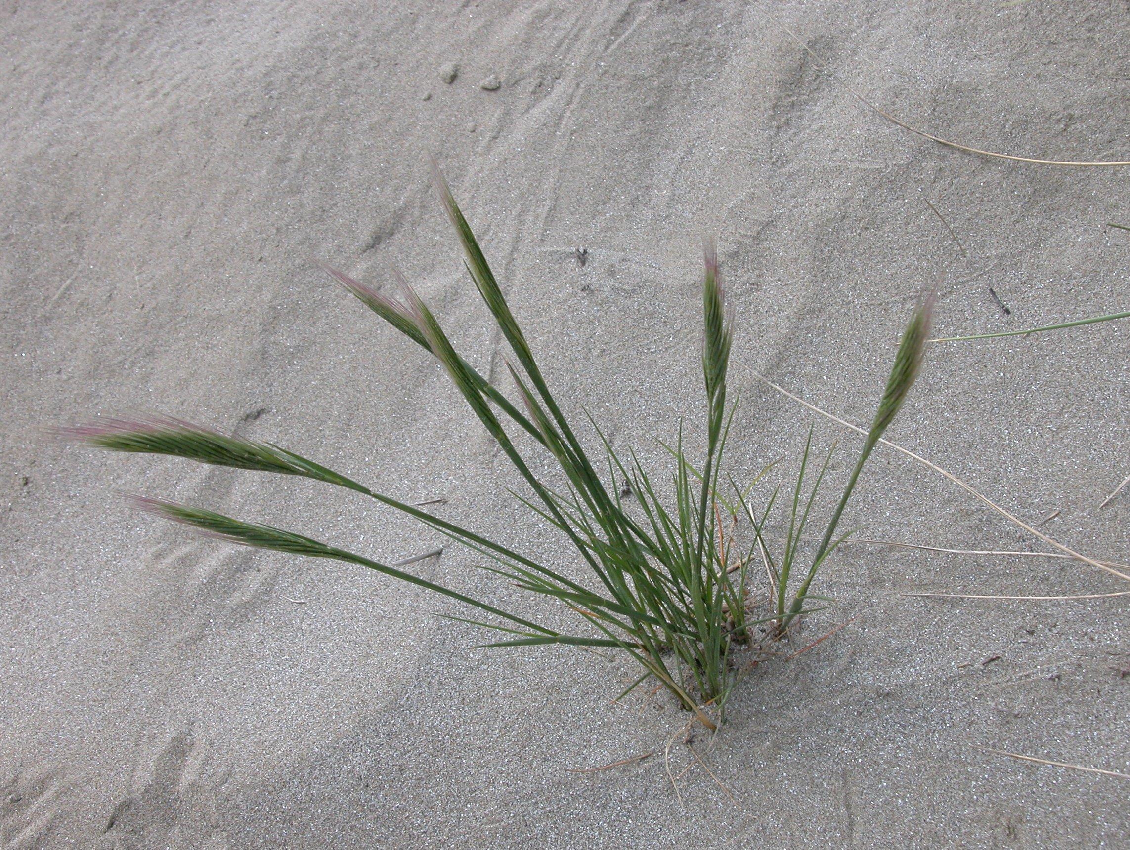 Fescue grass (Vulpia fasciculata) Care Guide: Pests, Diseases, Watering ...