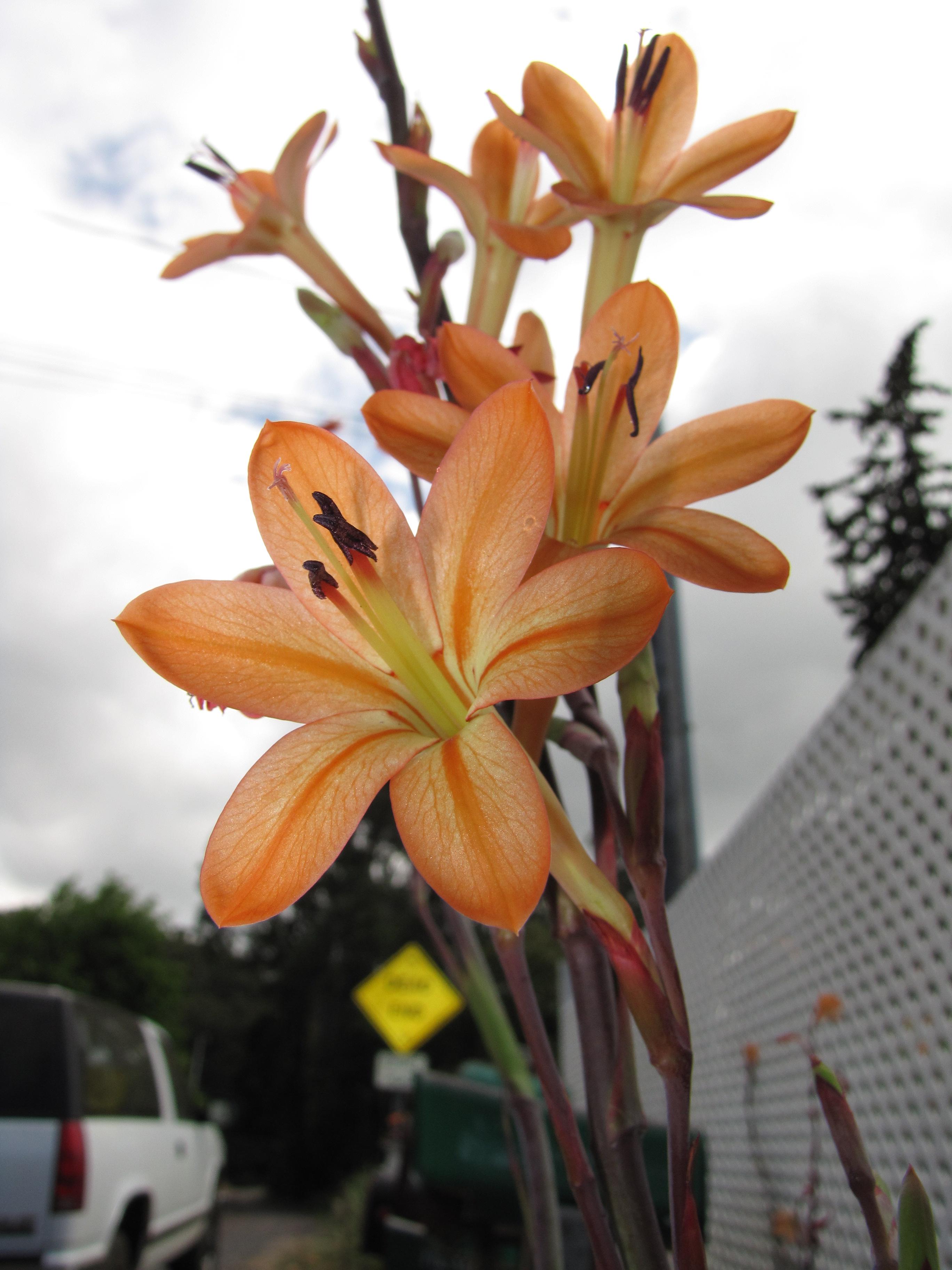 Bulbil bugle-lily (Watsonia meriana) Care Guide: Pests, Diseases ...