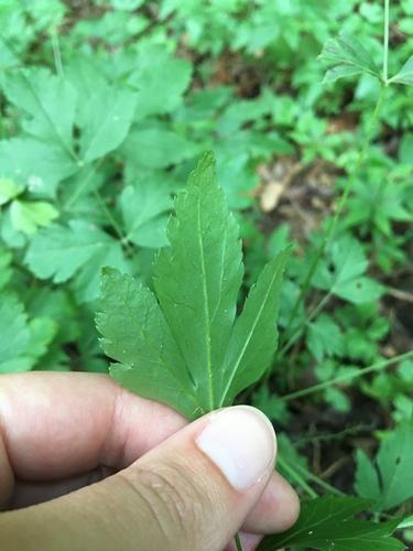 Shrub yellowroot (Xanthorhiza simplicissima) Care Guide: Pests ...