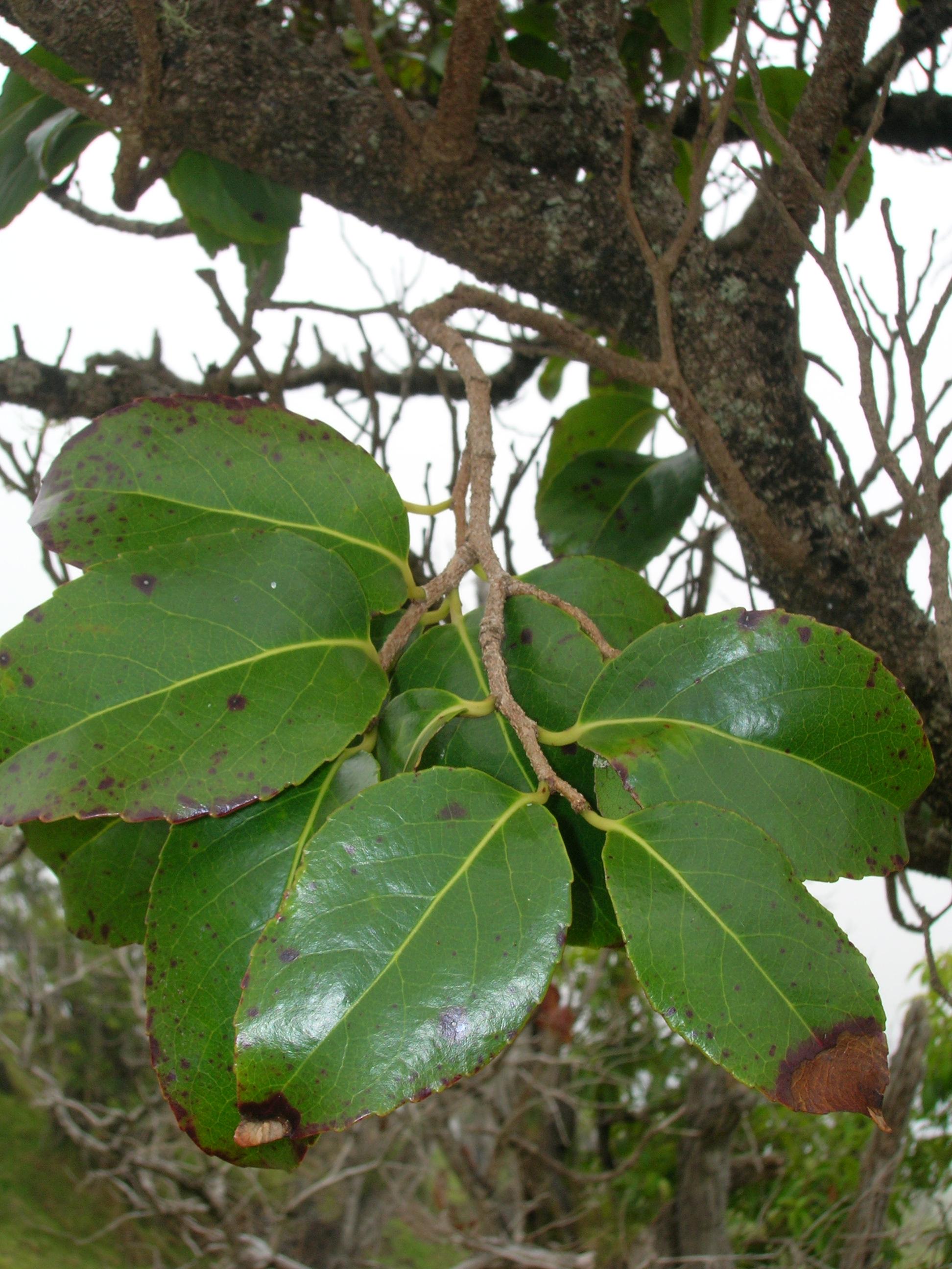 Xylosma (Xylosma) (Xylosma) Care Guide: Pests, Diseases, Watering ...