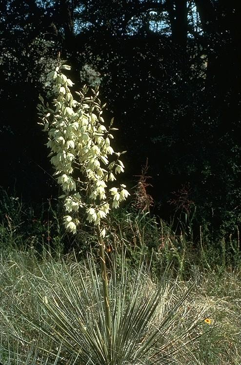 Small Soapweed (Yucca glauca) Care Guide: Pests, Diseases, Watering ...