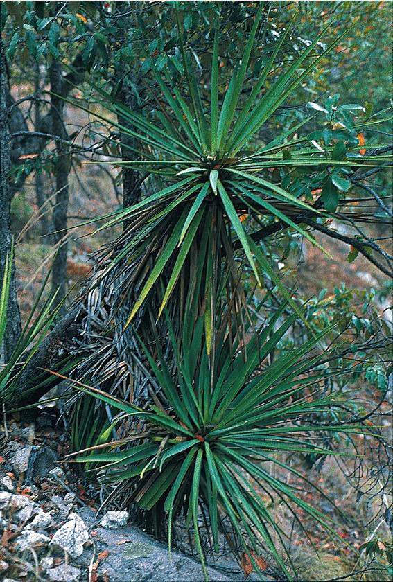 Yucca (Yucca madrensis) Care Guide: Pests, Diseases, Watering ...