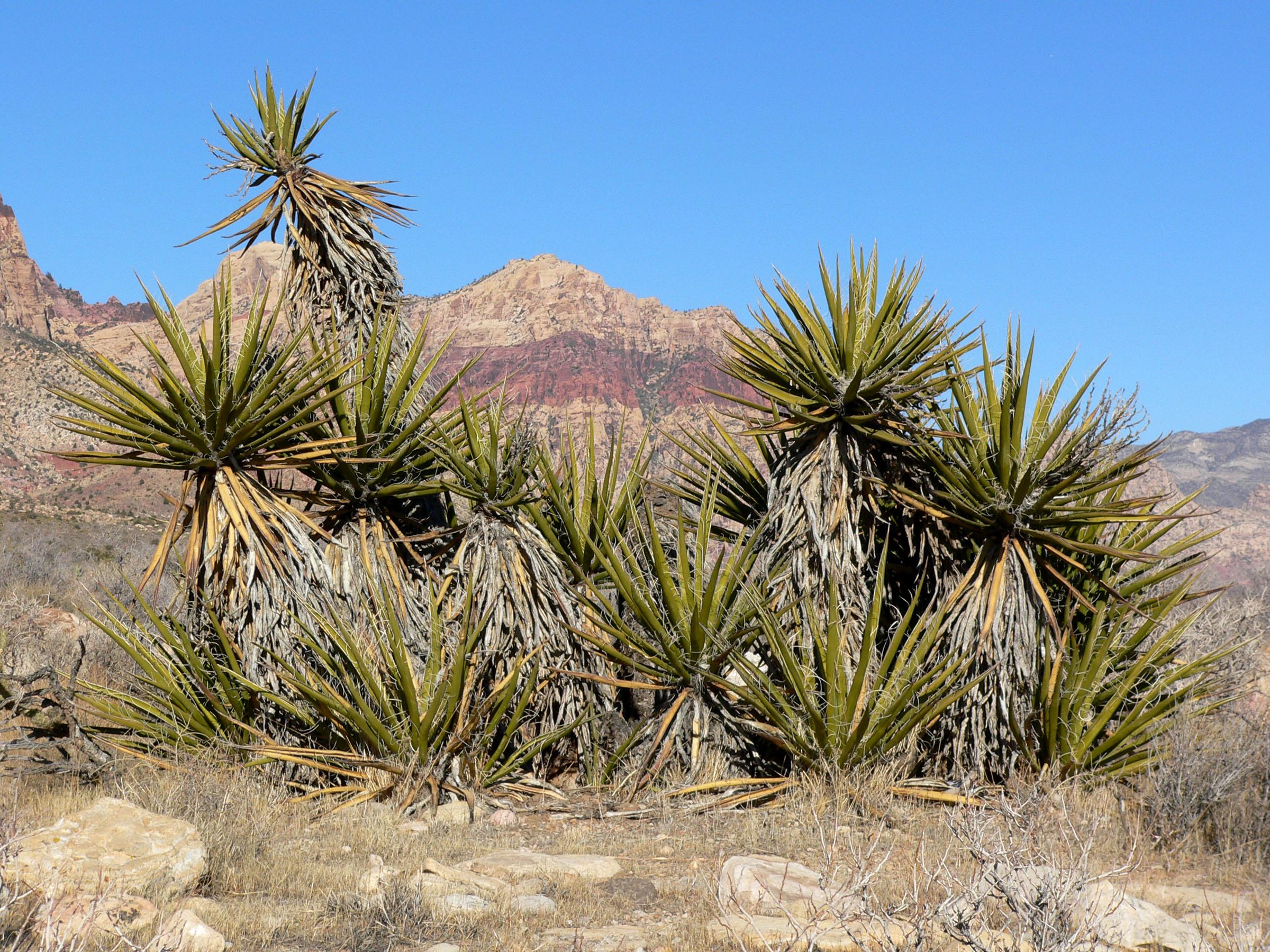 Spanish Dagger (Yucca schidigera) Care Guide: Pests, Diseases, Watering ...