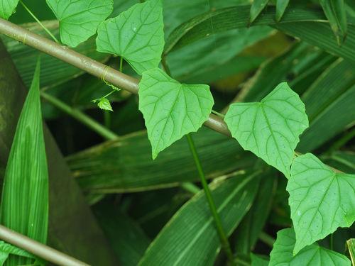Zehneria guamensis (Zehneria guamensis) Care Guide: Pests, Diseases ...